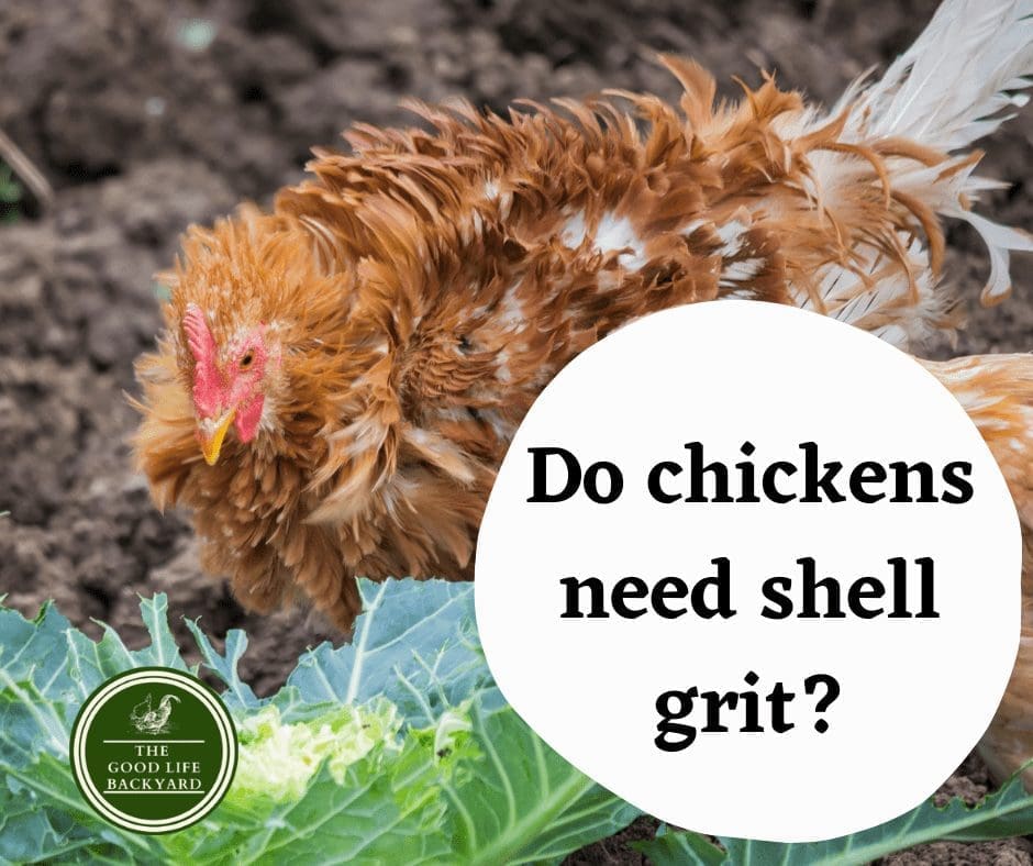 Do chickens need shell grit? - The Good Life Backyard